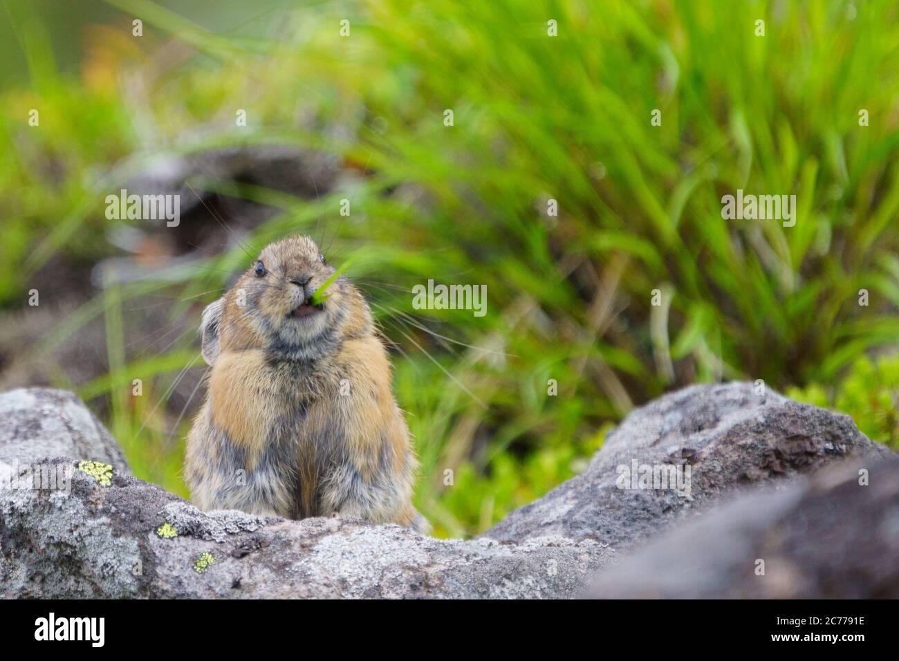 Northern pika hi-res stock photography and images - Alamy