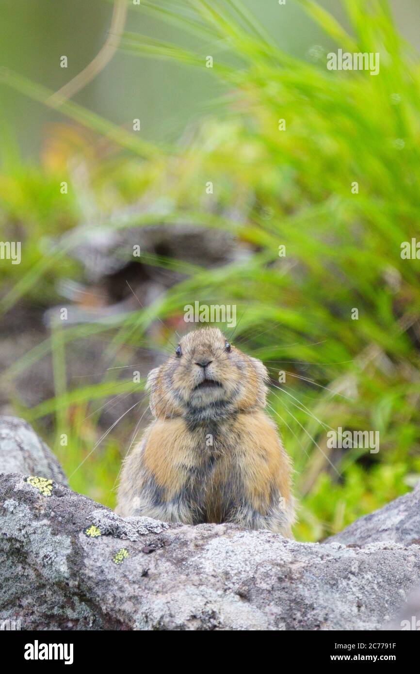 Northern pika hi-res stock photography and images - Alamy