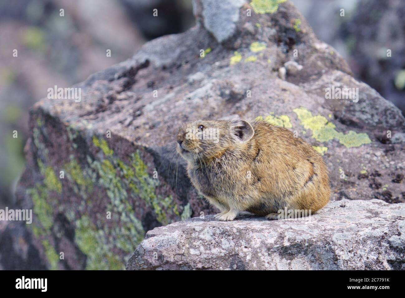 Pika lake hi-res stock photography and images - Alamy