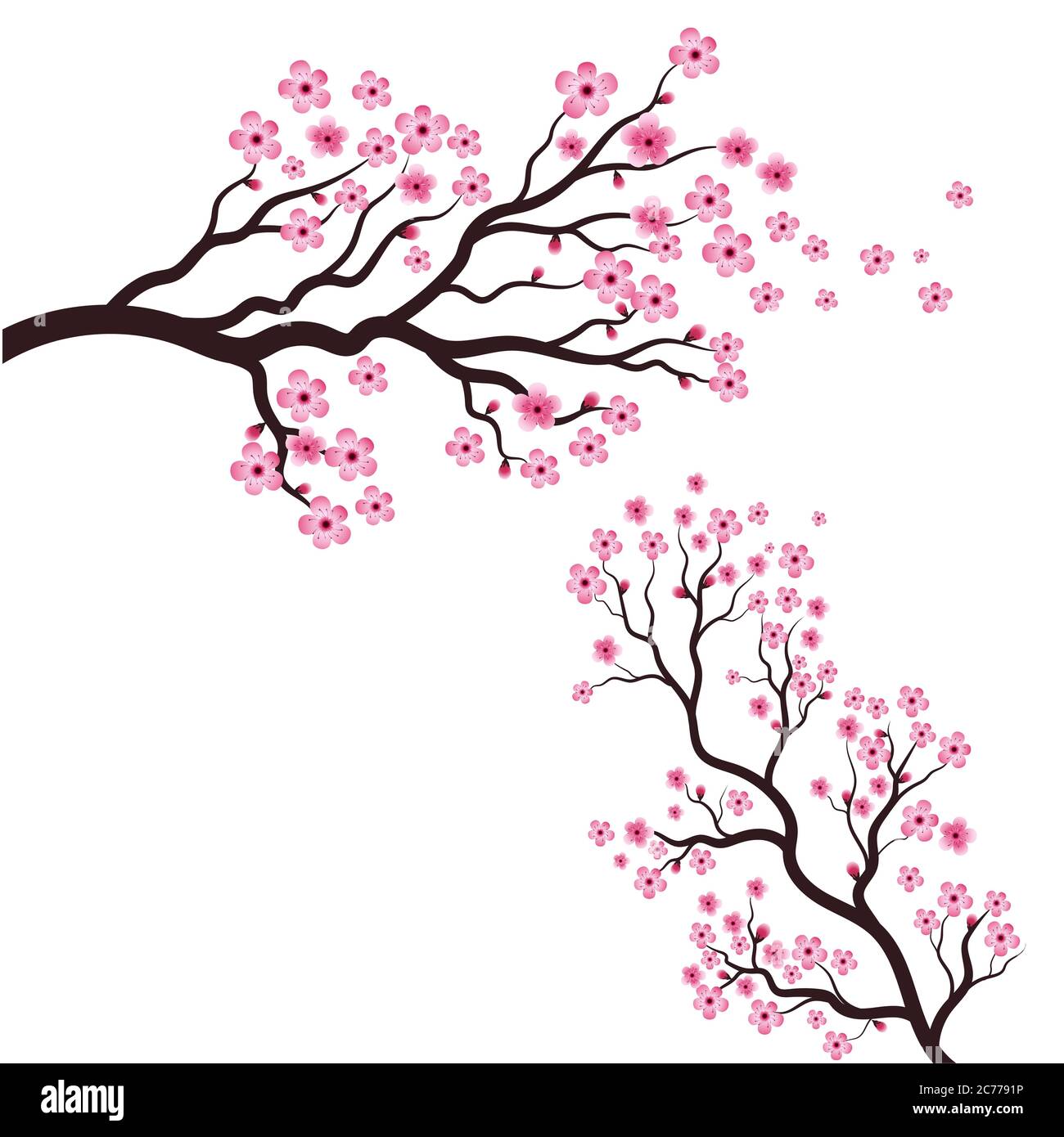 Sakura Beauty flower Vector icon illustration design Stock Vector Image ...