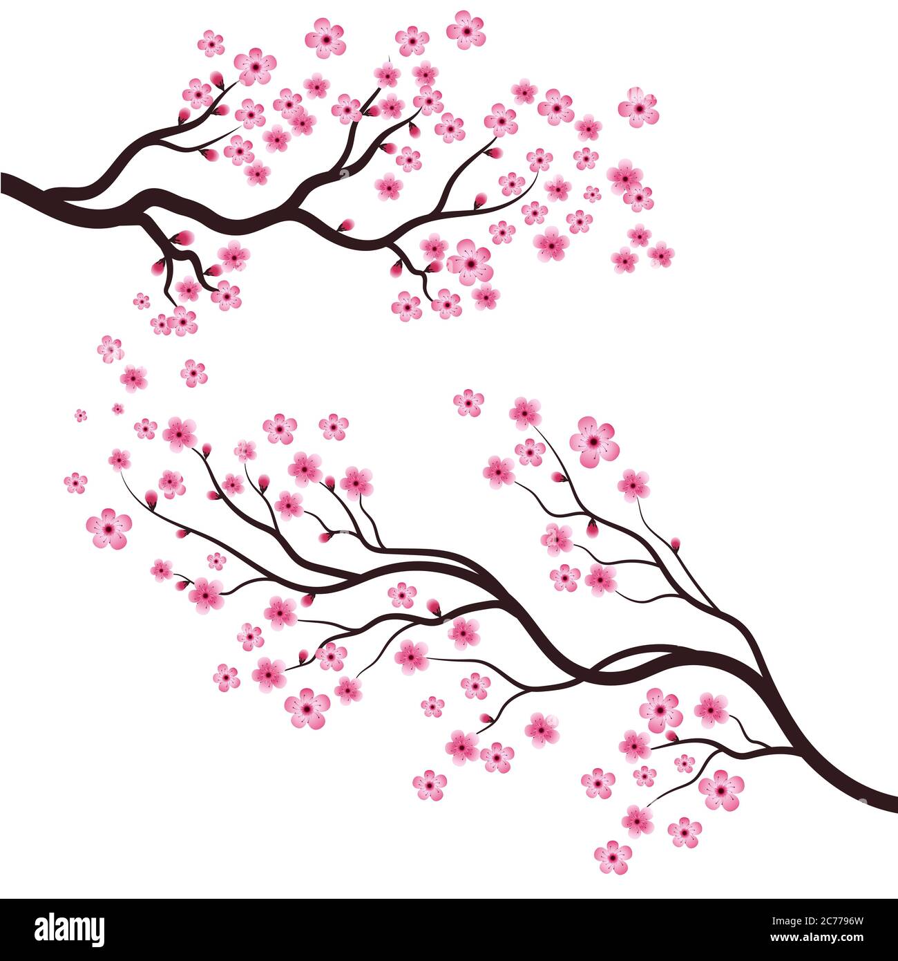Sakura Beauty flower Vector icon illustration design Stock Vector Image ...