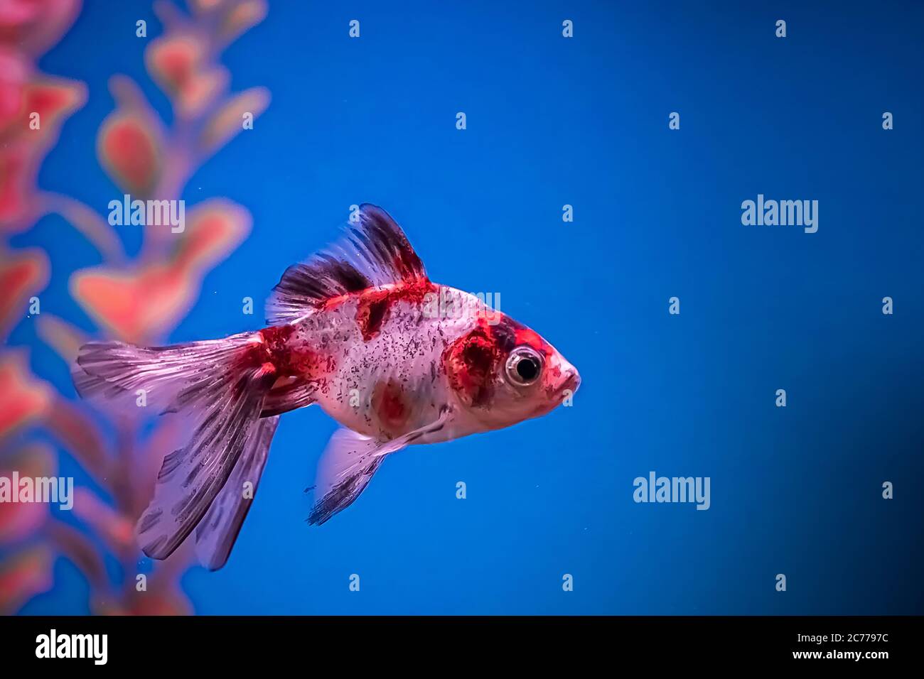 Bright red aquarium fish Carassius auratus swim in the blue water among ...