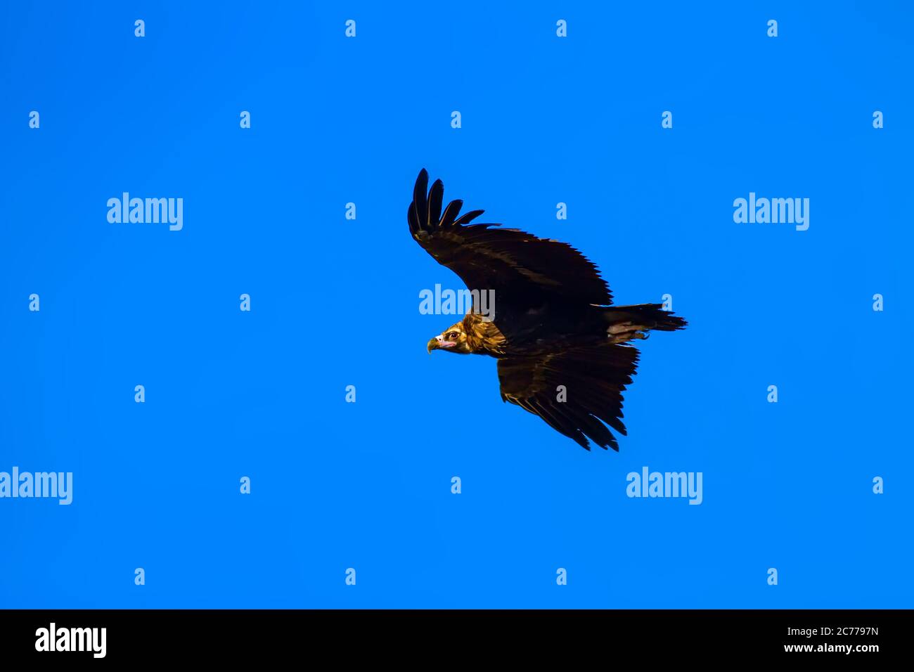 Flying big vulture. Blue sky background. Vulture: Cinereous Vulture ...