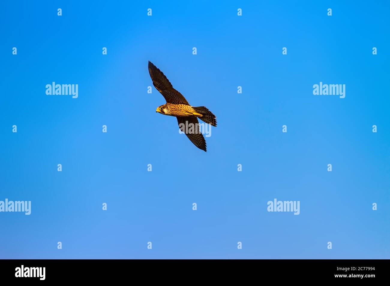 Flying falcon with its hunt. Bird: Peregrine Falcon. Falco peregrinus ...