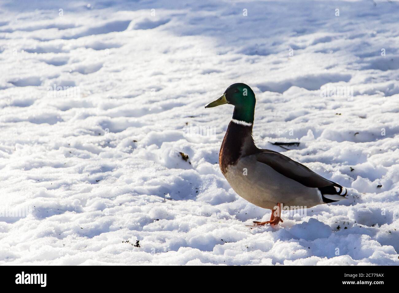 Ducks background hi-res stock photography and images - Alamy