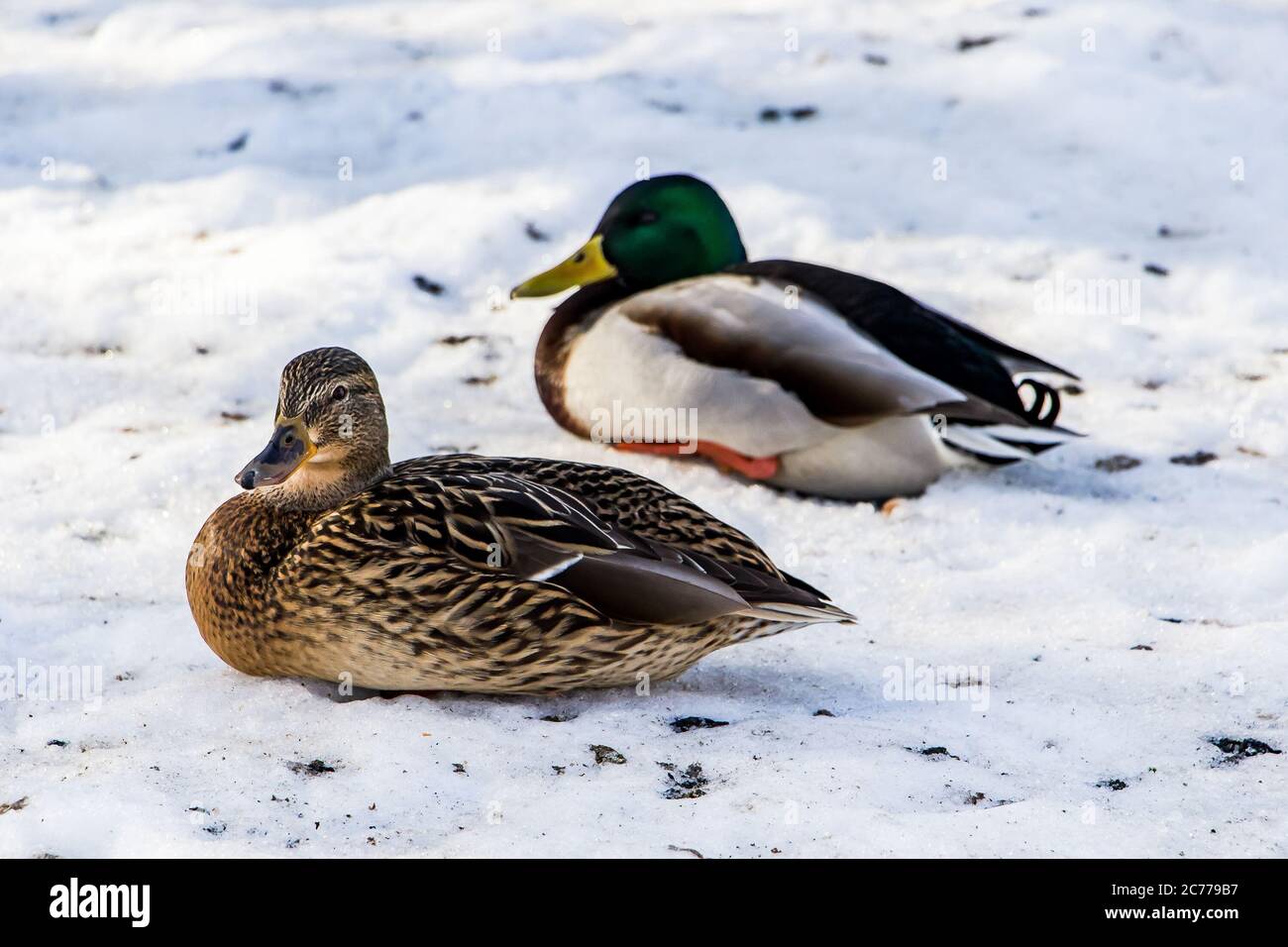 Wild ducks in winter on a snow background. A flock is looking for food ...