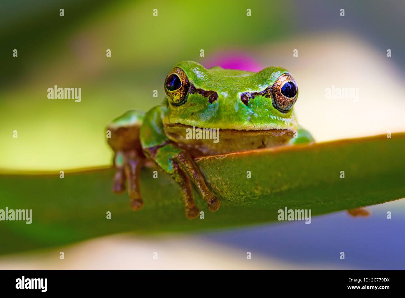 Cute frog. Nature background Stock Photo - Alamy