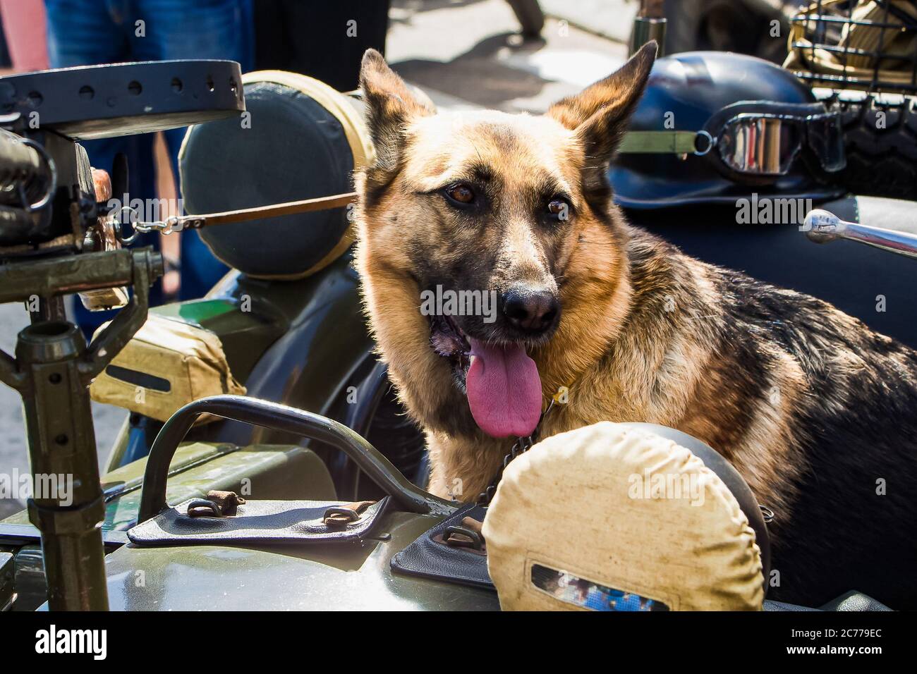 Military War Dogs Wallpaper