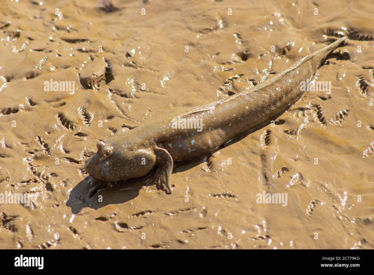 Bluespotted Mud Hopper Stock Photo - Alamy