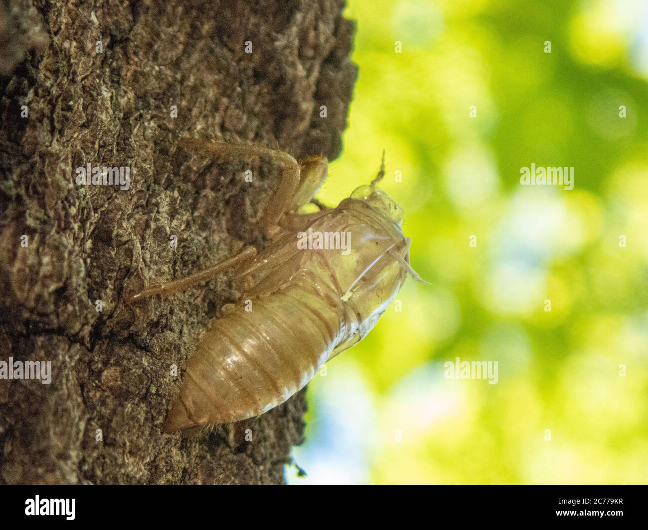 Empty cicada shell hi-res stock photography and images - Alamy