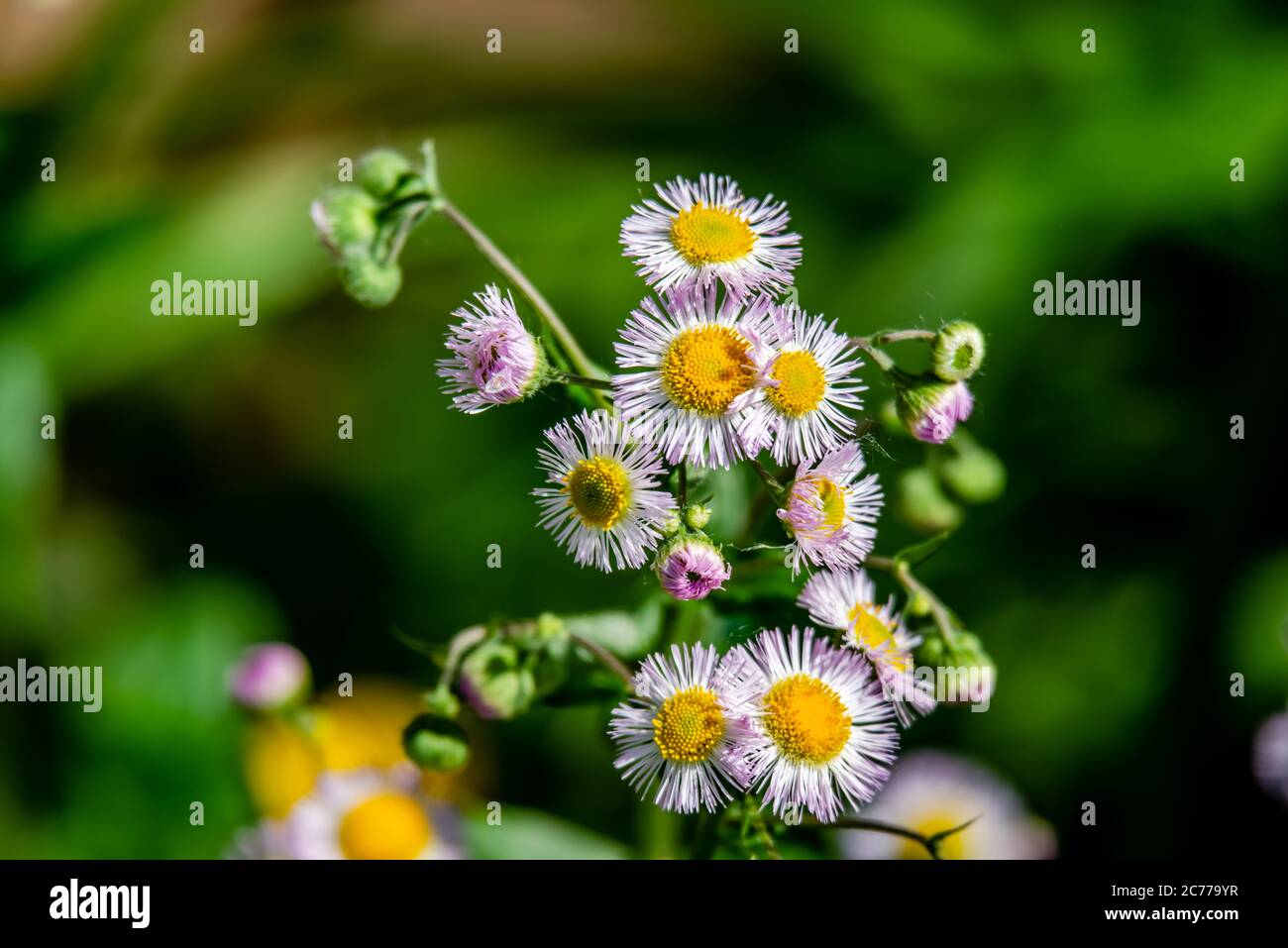 Eastern daisy fleabane Stock Photo - Alamy