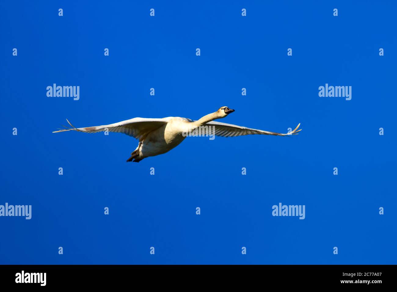 Flying swan photos hi-res stock photography and images - Alamy