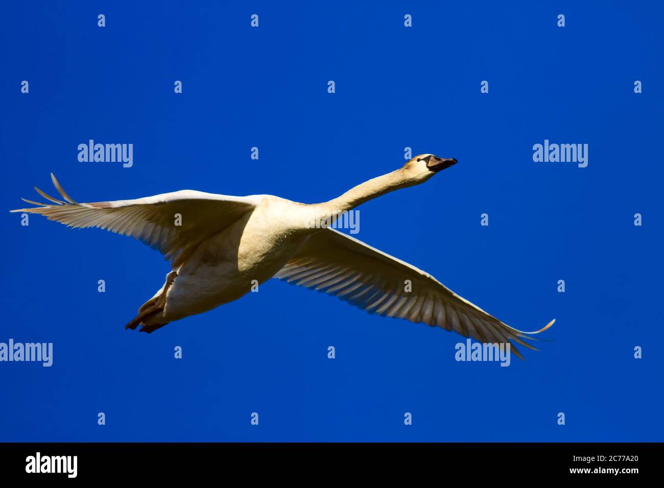 Flying swan. Blue water and yellow grass background. Bird: Mute Swan ...