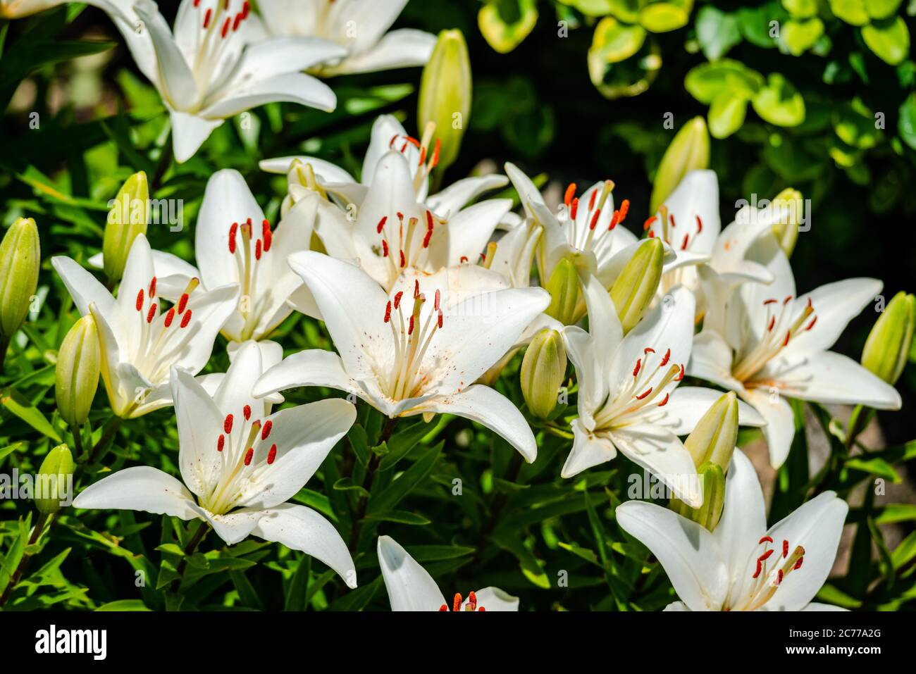 White lily plant hi-res stock photography and images - Alamy