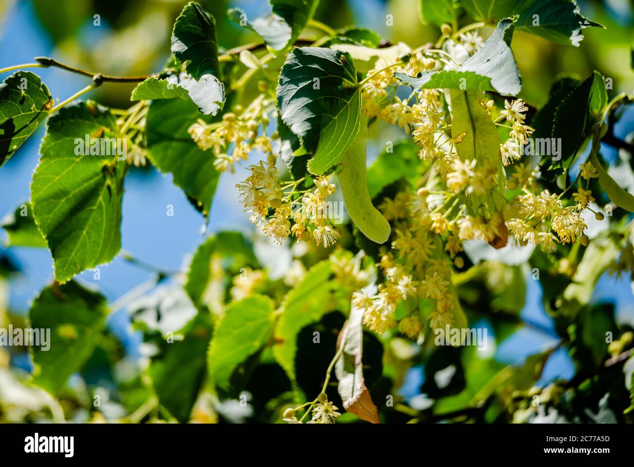 Linden flowers on the tree Stock Photo - Alamy
