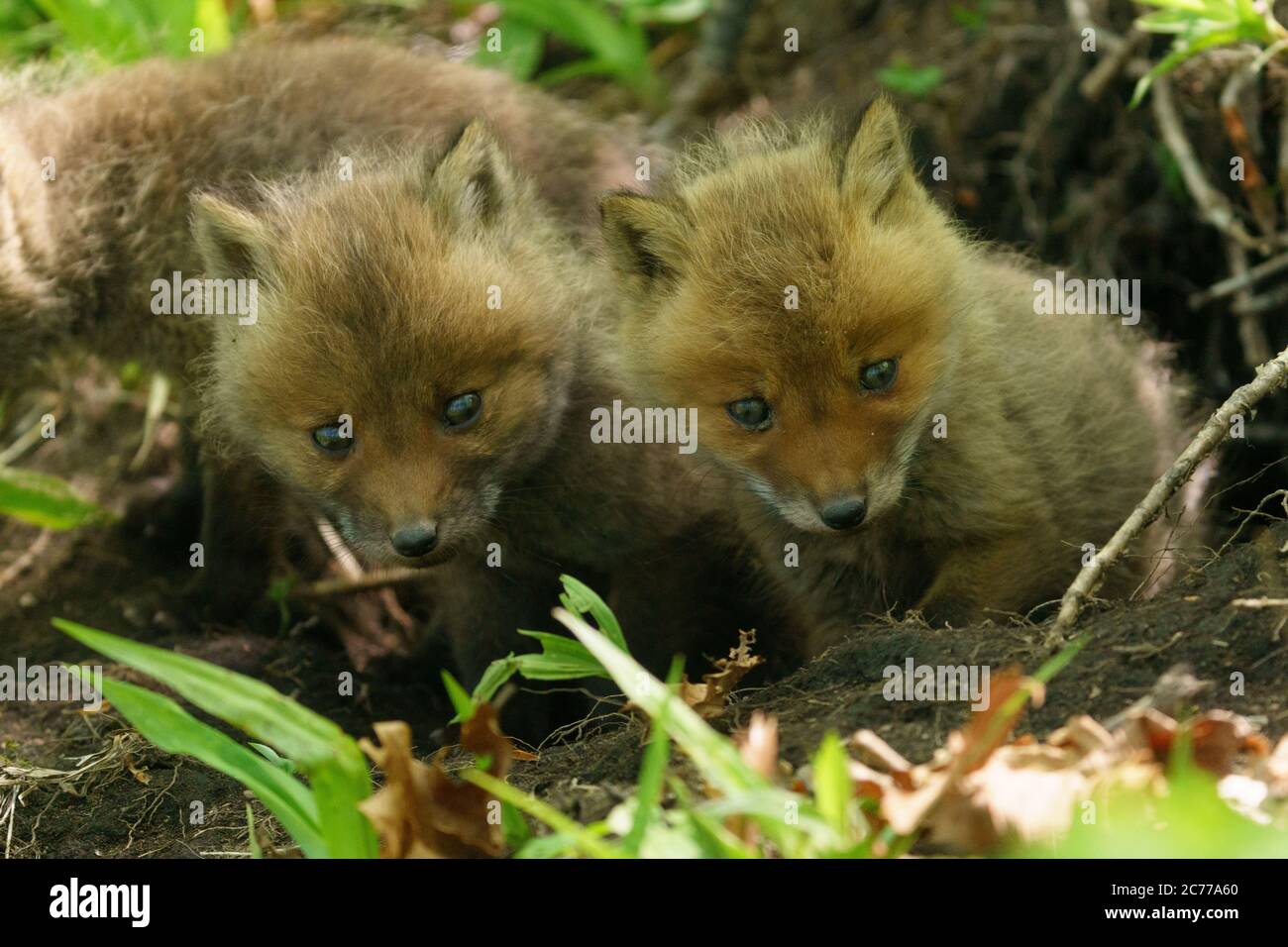 Fox Nest High Resolution Stock Photography and Images - Alamy