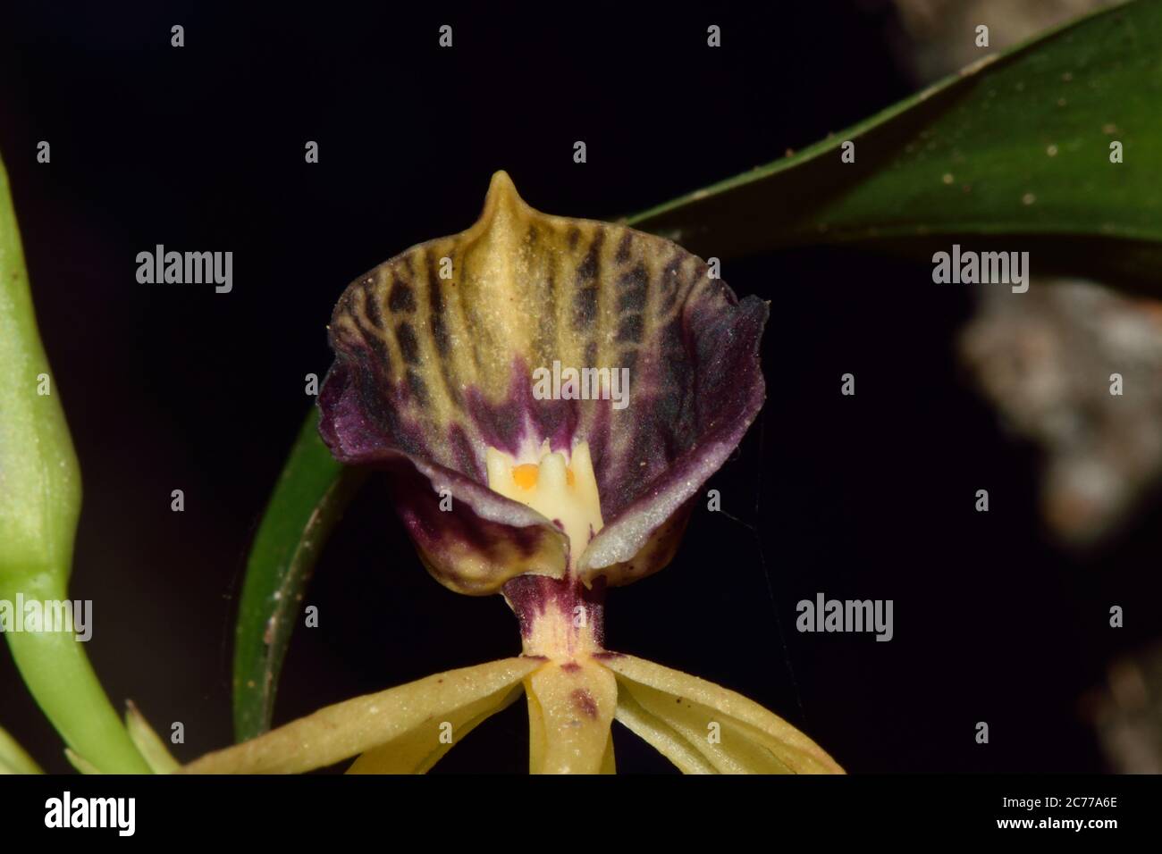 Cuban orchid hi-res stock photography and images - Alamy