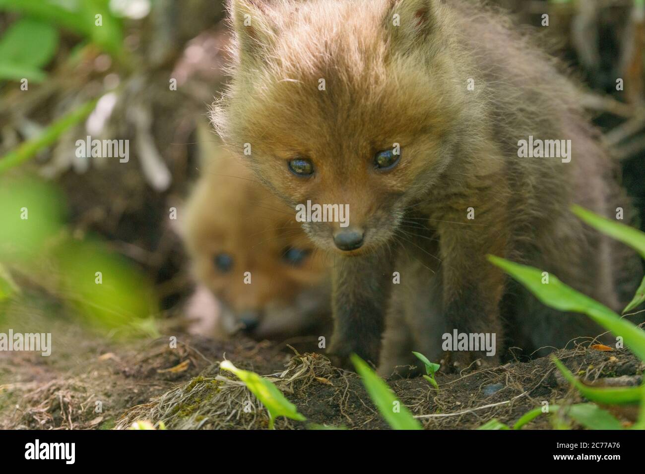 Fox Pup Brothers Stock Photo - Alamy