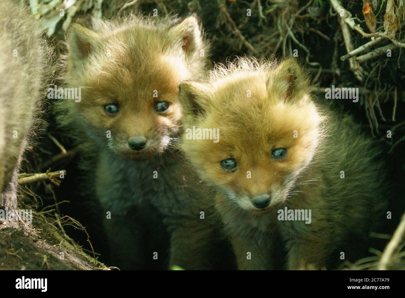 Brother and sister with pup hi-res stock photography and images - Alamy