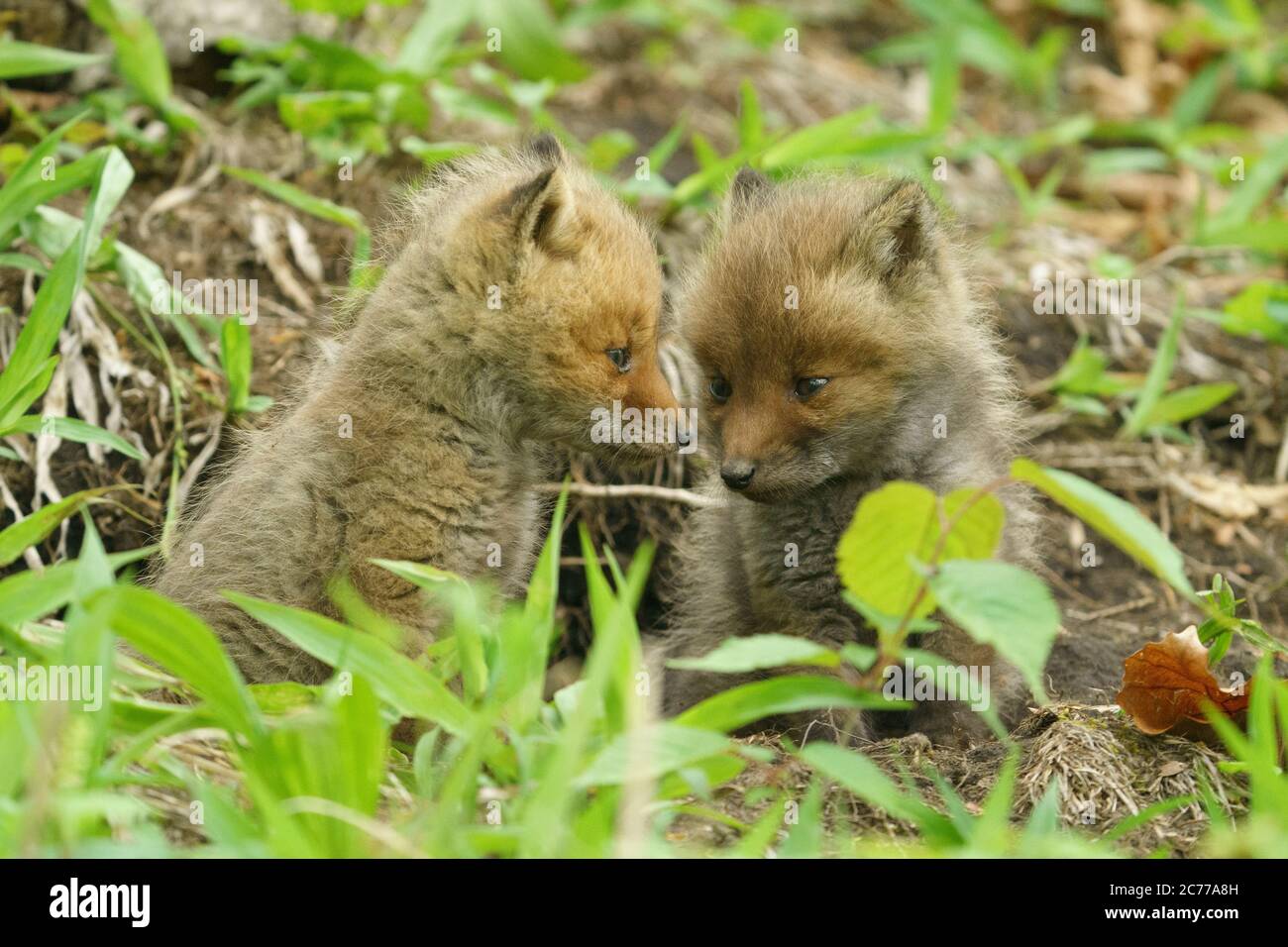 Fox Pup Brothers Stock Photo - Alamy