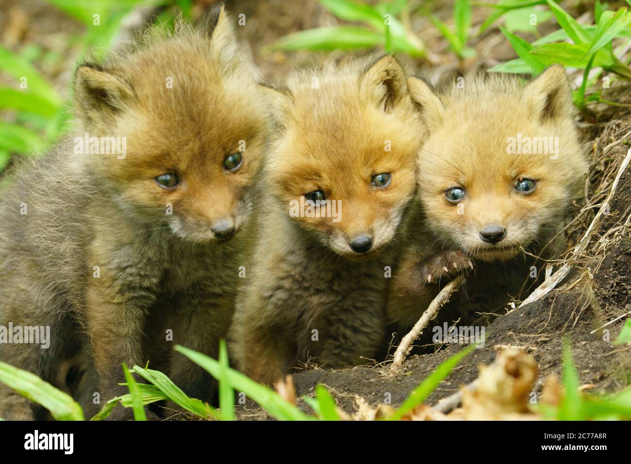 Fox Pup Brothers Stock Photo - Alamy