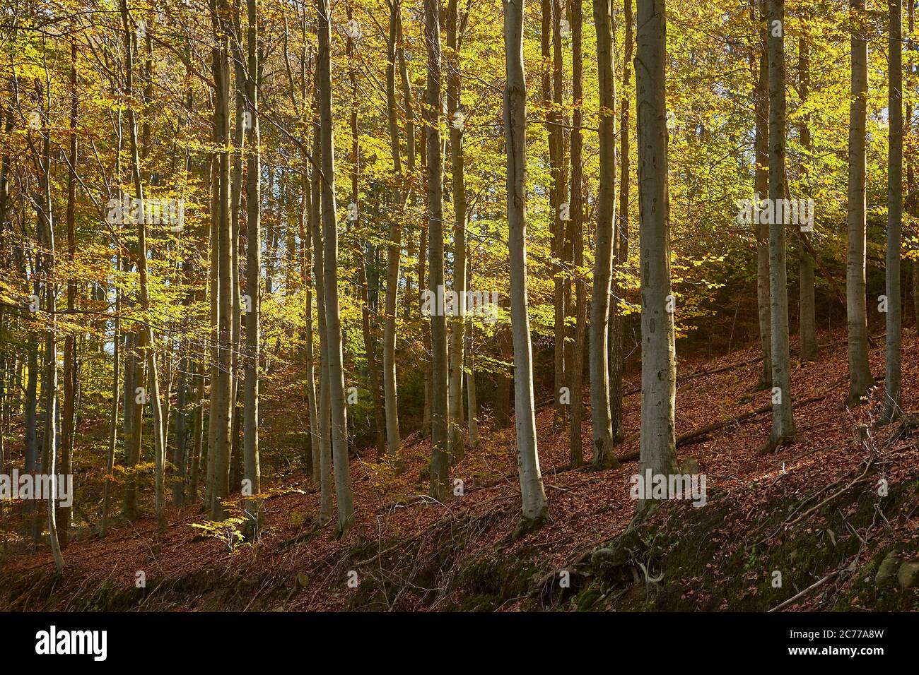 Autumn colors in a forest Stock Photo - Alamy