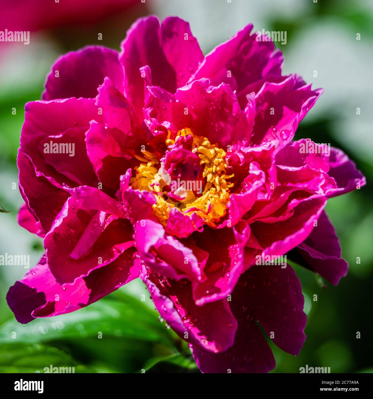 Garden red peonies hi-res stock photography and images - Alamy