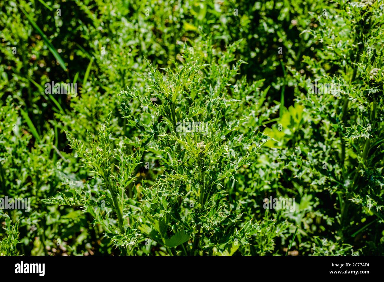 Needle weed hi-res stock photography and images - Alamy