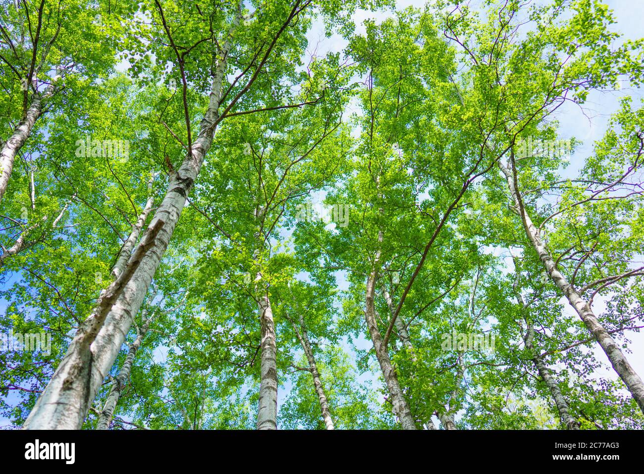 White Birch Treeline Stock Photo - Alamy