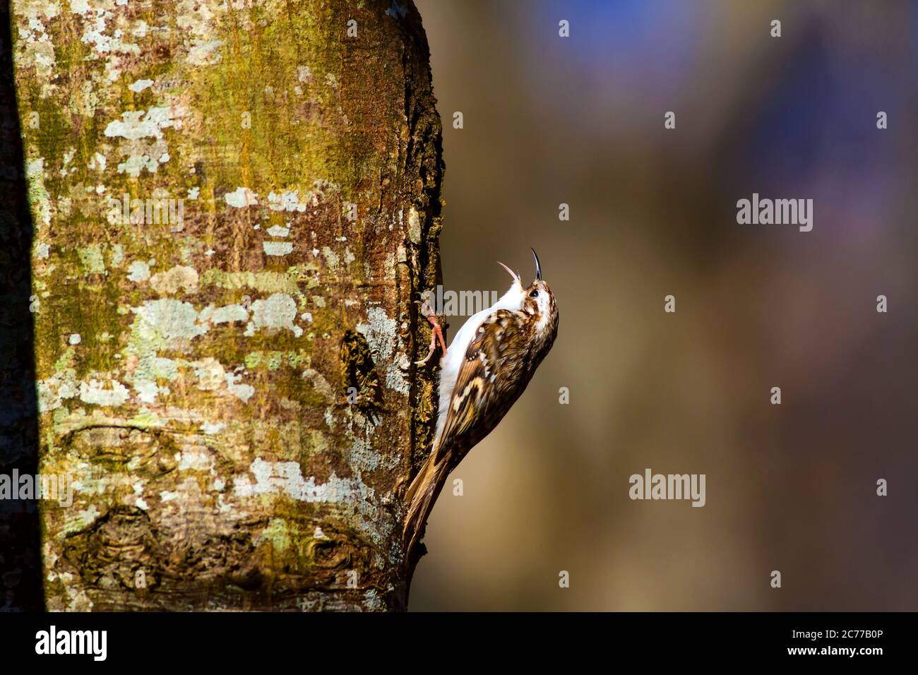 Amazing bird Short toed Treecreeper. Bird climbs. Blue nature ...