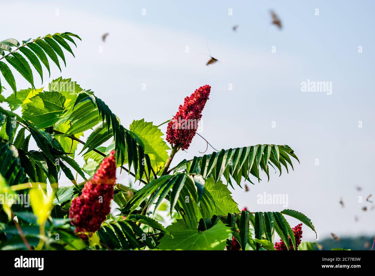 Stag-horn sumac tree and insects around Stock Photo - Alamy