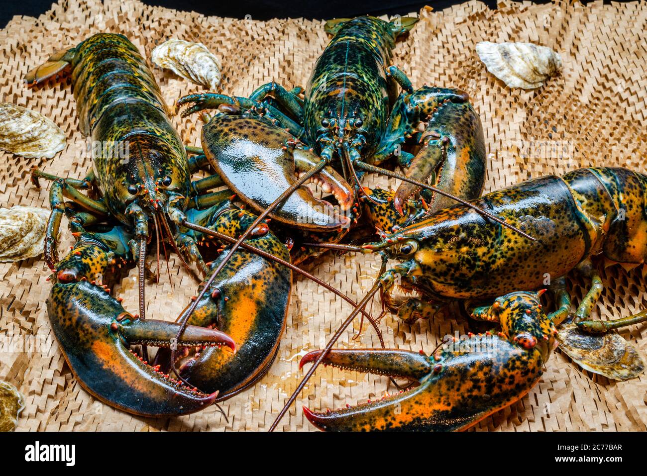 Lobster in the fishing net Stock Photo - Alamy