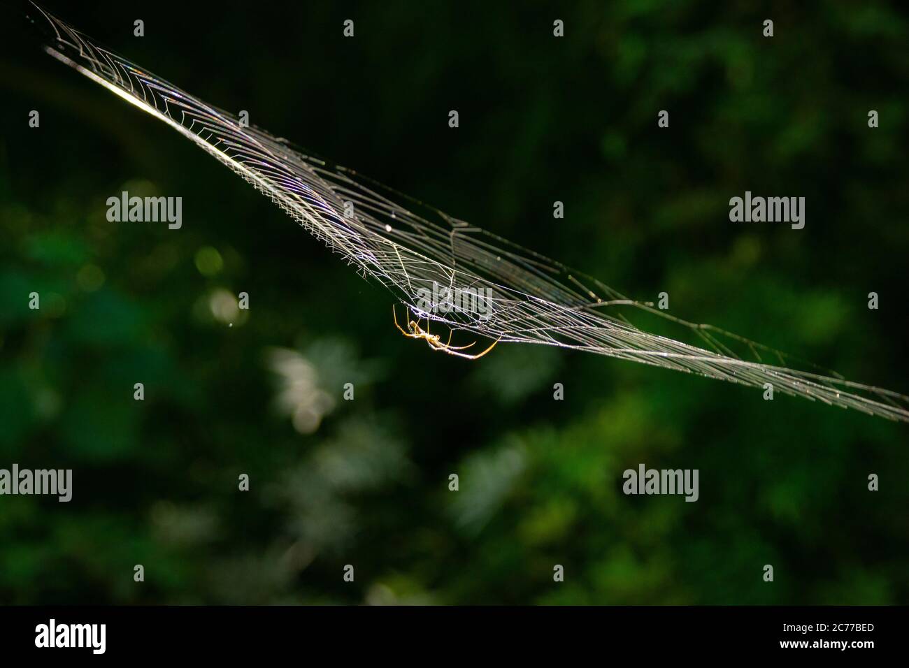 Sunlight through spider web hi-res stock photography and images - Alamy