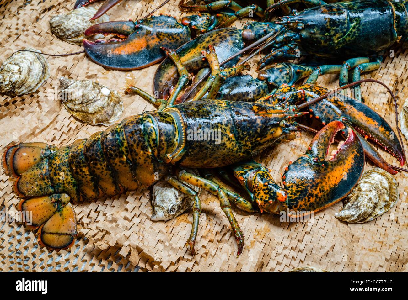 Common lobster hi-res stock photography and images - Alamy