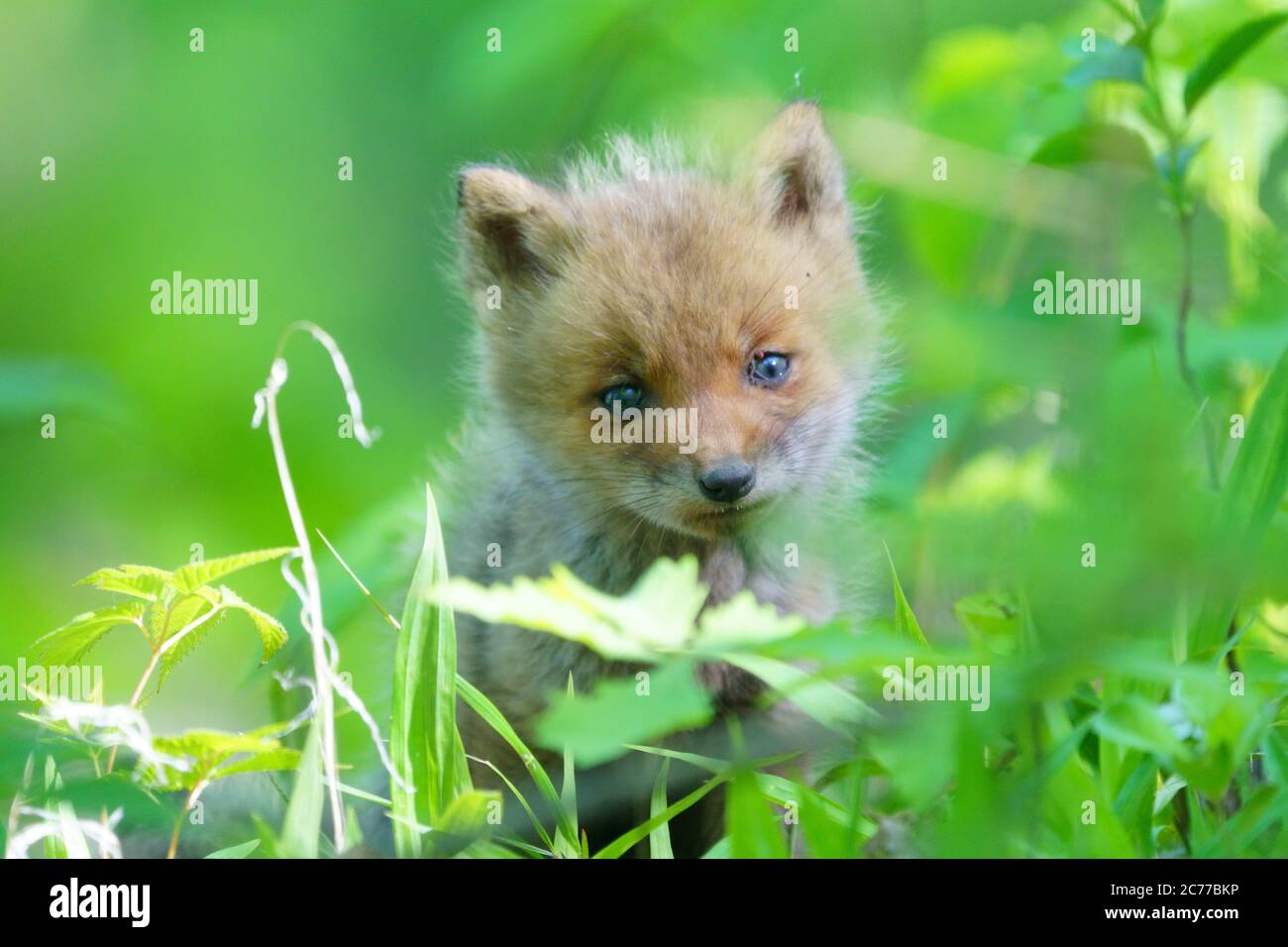 Ezo Red Fox Pup Stock Photo - Alamy