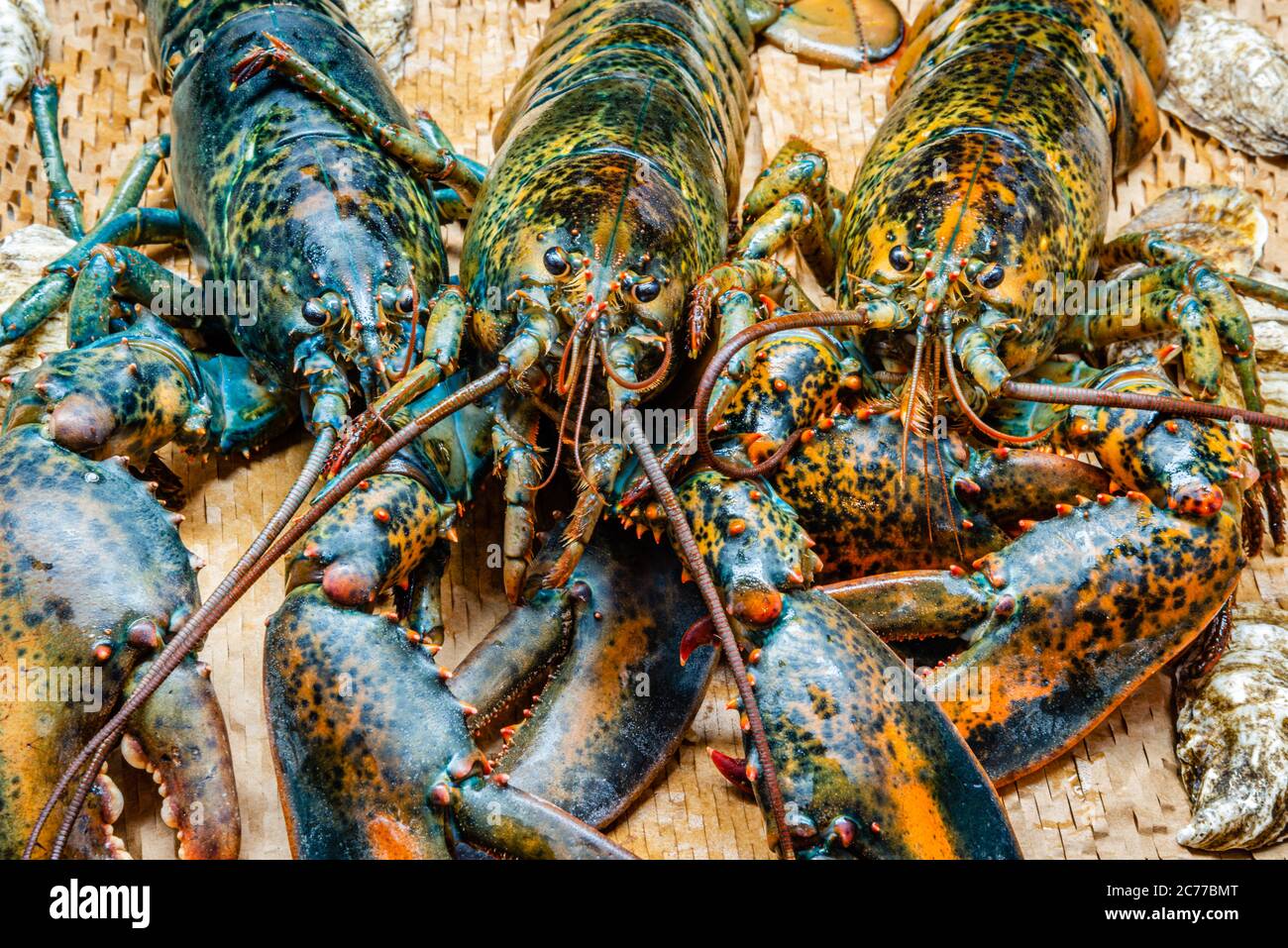 Lobster in the fishing net Stock Photo - Alamy