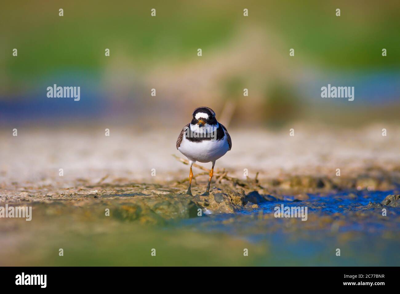 Nature and bird. Cute little water bird. Colorful nature background ...