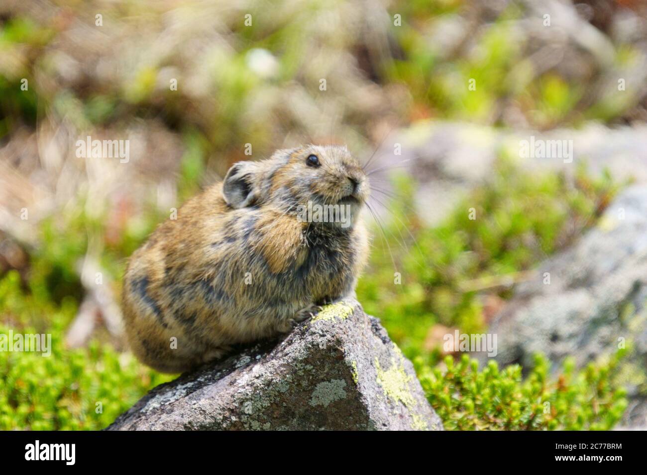 Northern pika hi-res stock photography and images - Alamy