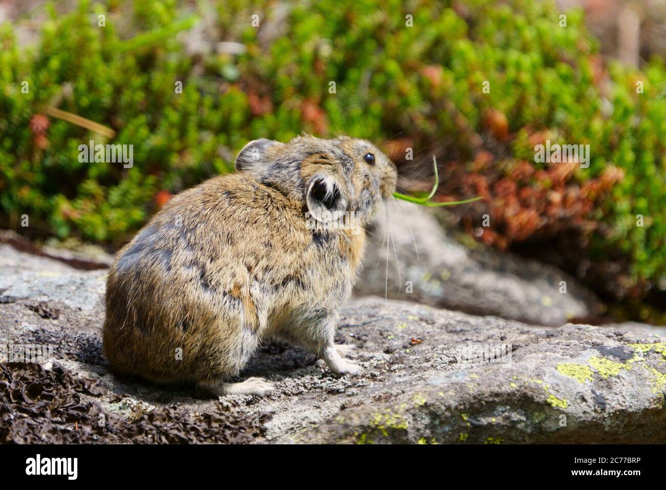 Pika and grass hi-res stock photography and images - Alamy