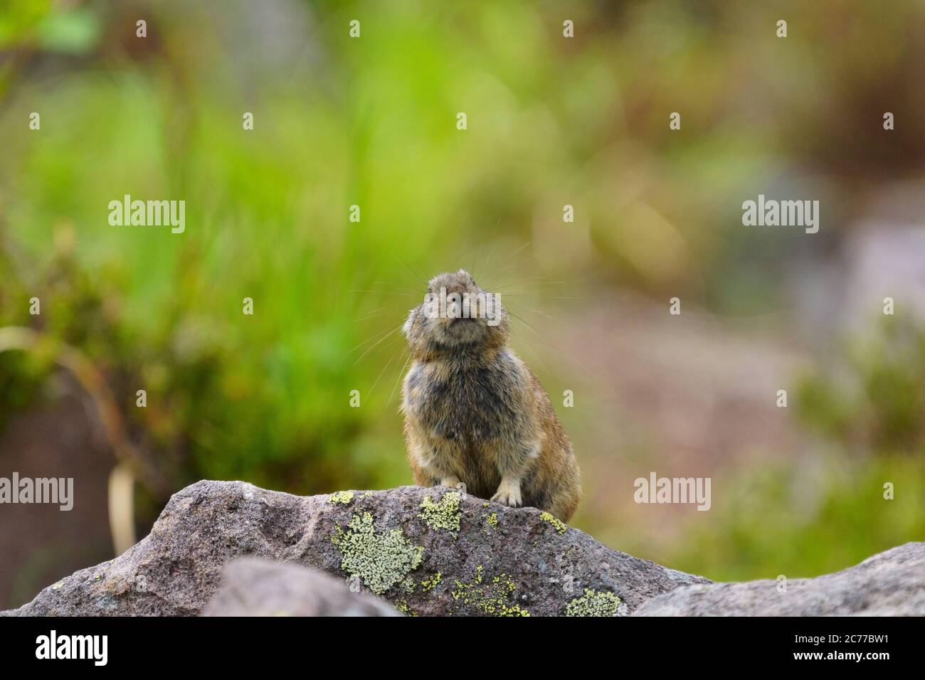 Northern pika hi-res stock photography and images - Alamy