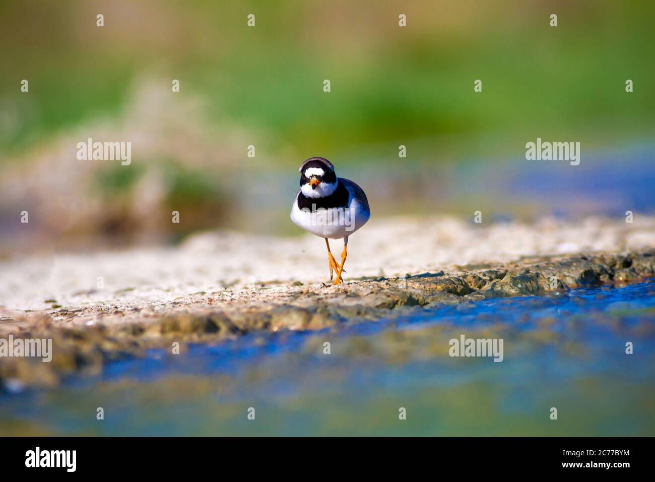 Nature and bird. Cute little water bird. Colorful nature background ...