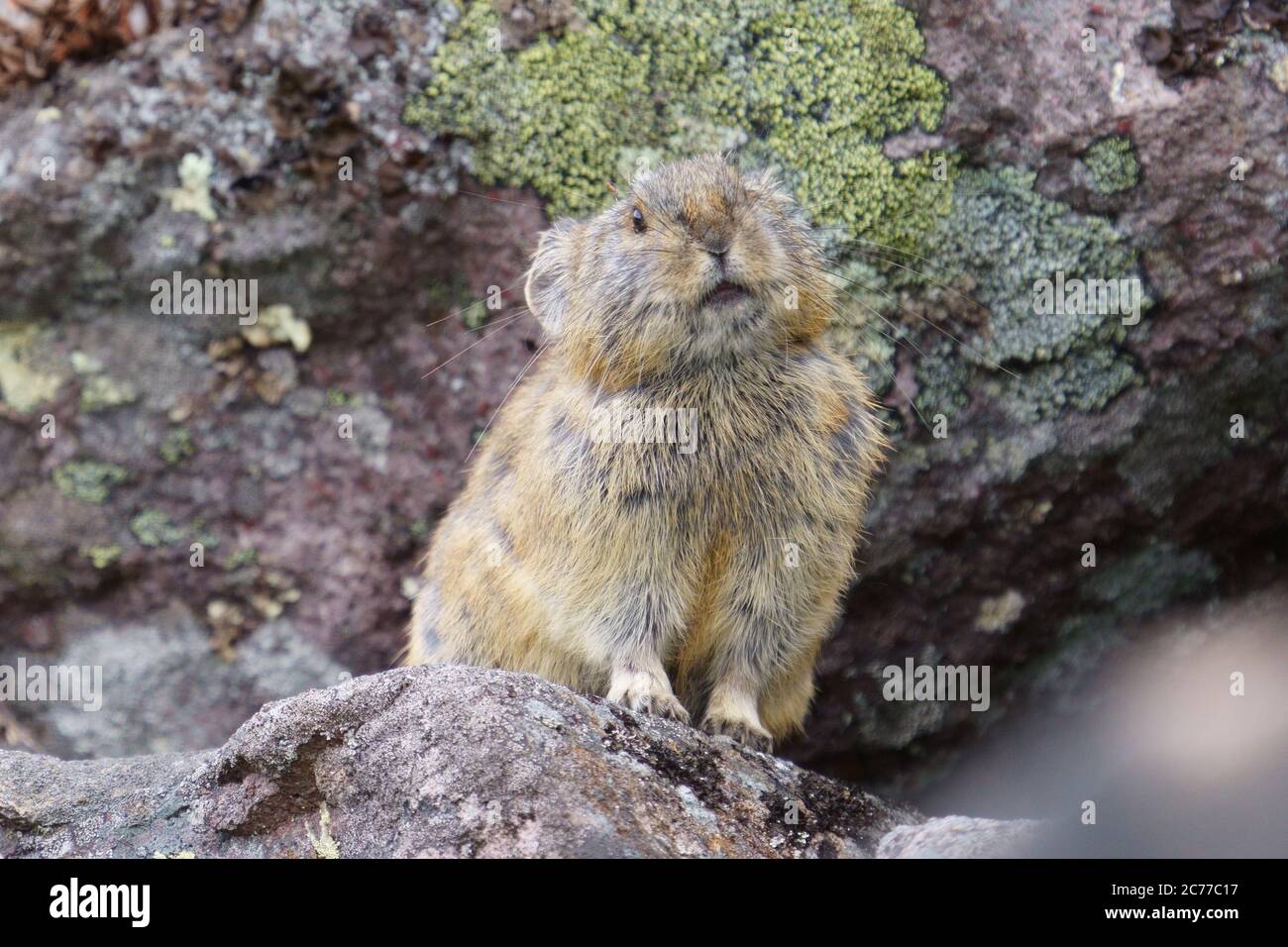 Northern pika hi-res stock photography and images - Alamy