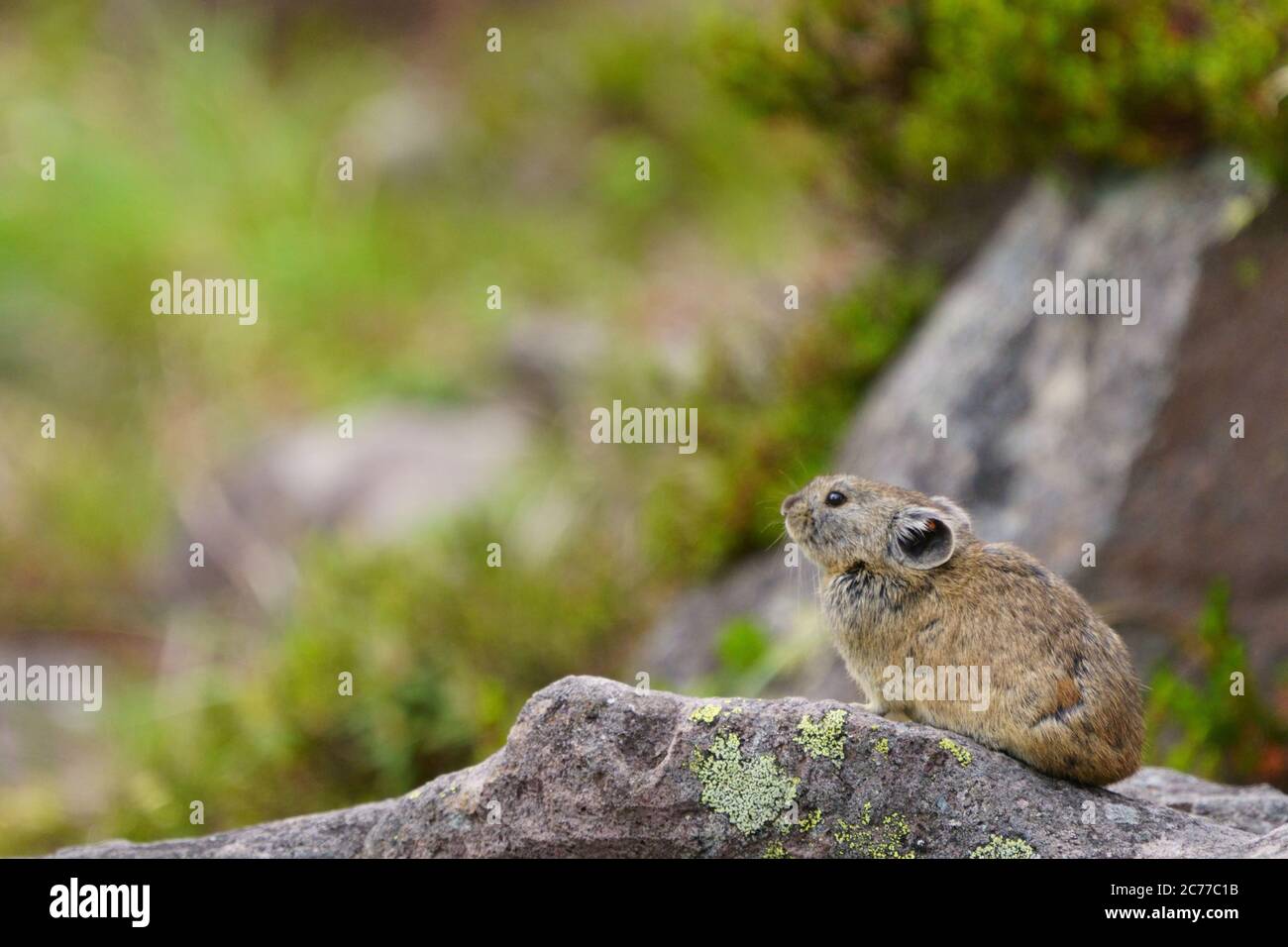 Northern pika hi-res stock photography and images - Alamy