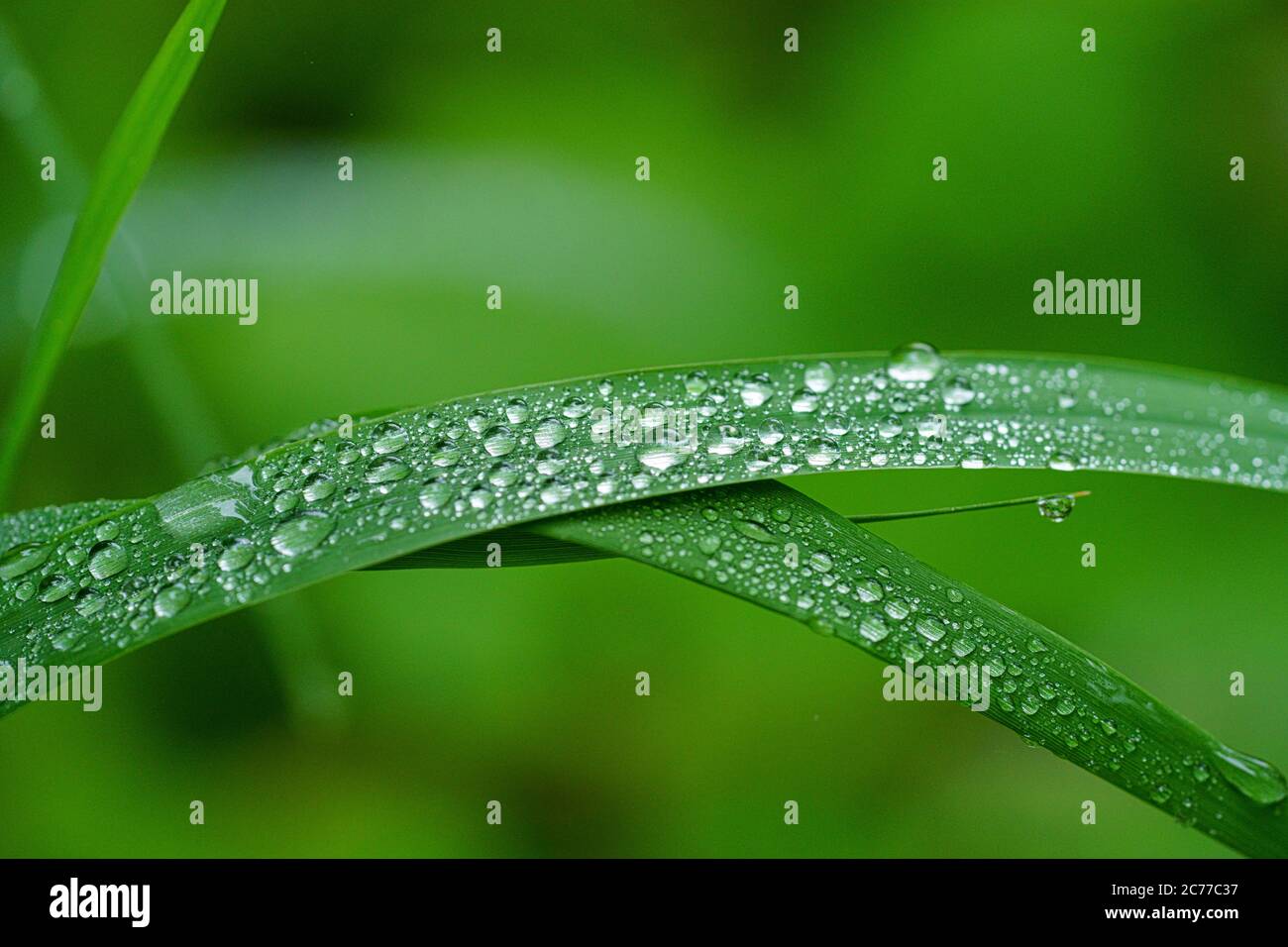 Drop of water on leaf hi-res stock photography and images - Alamy