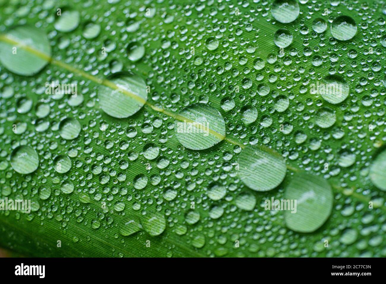 Drop of Water on Leaf Stock Photo - Alamy