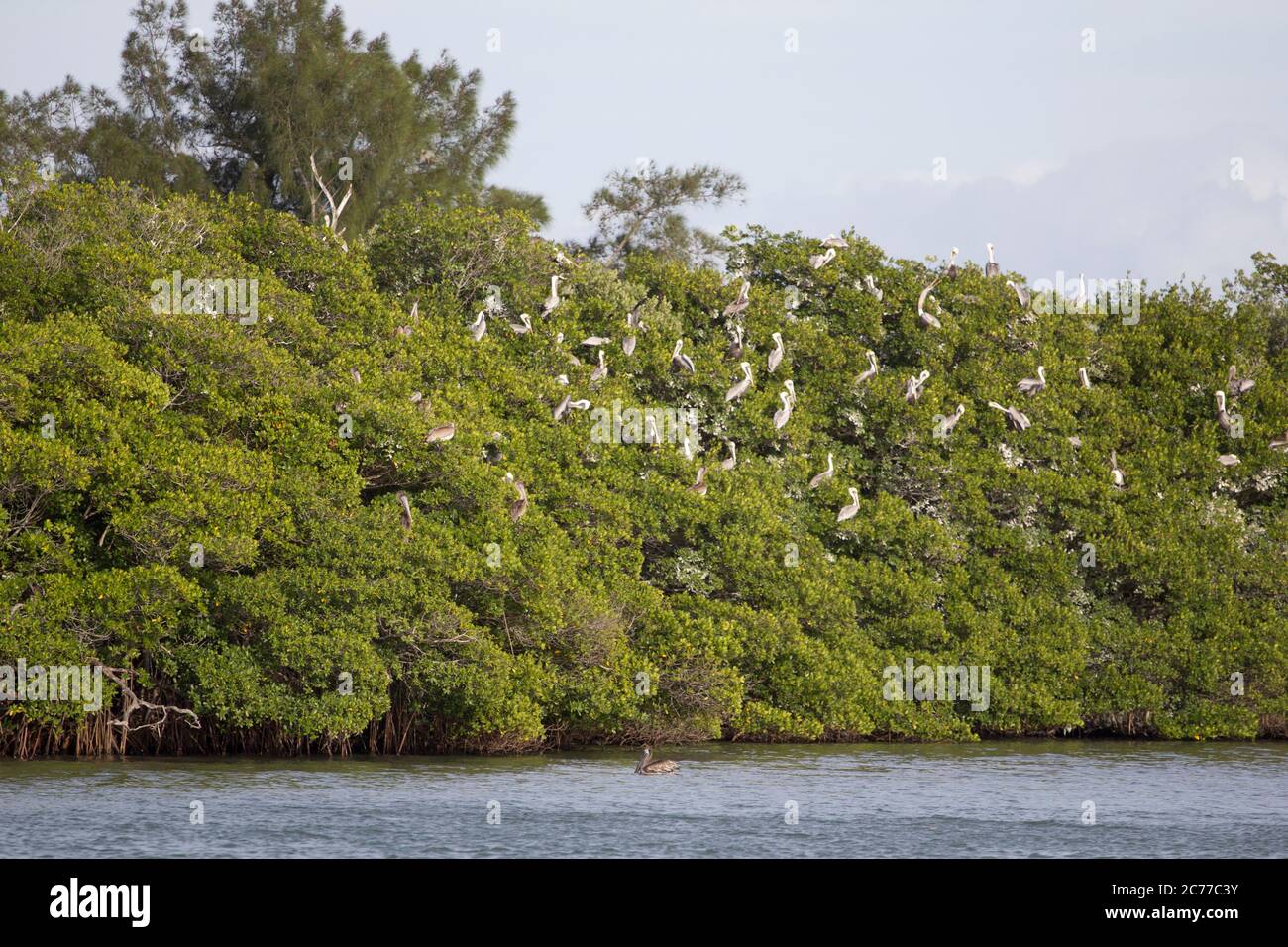 Mangroves in the Indian River, Florida Stock Photo - Alamy