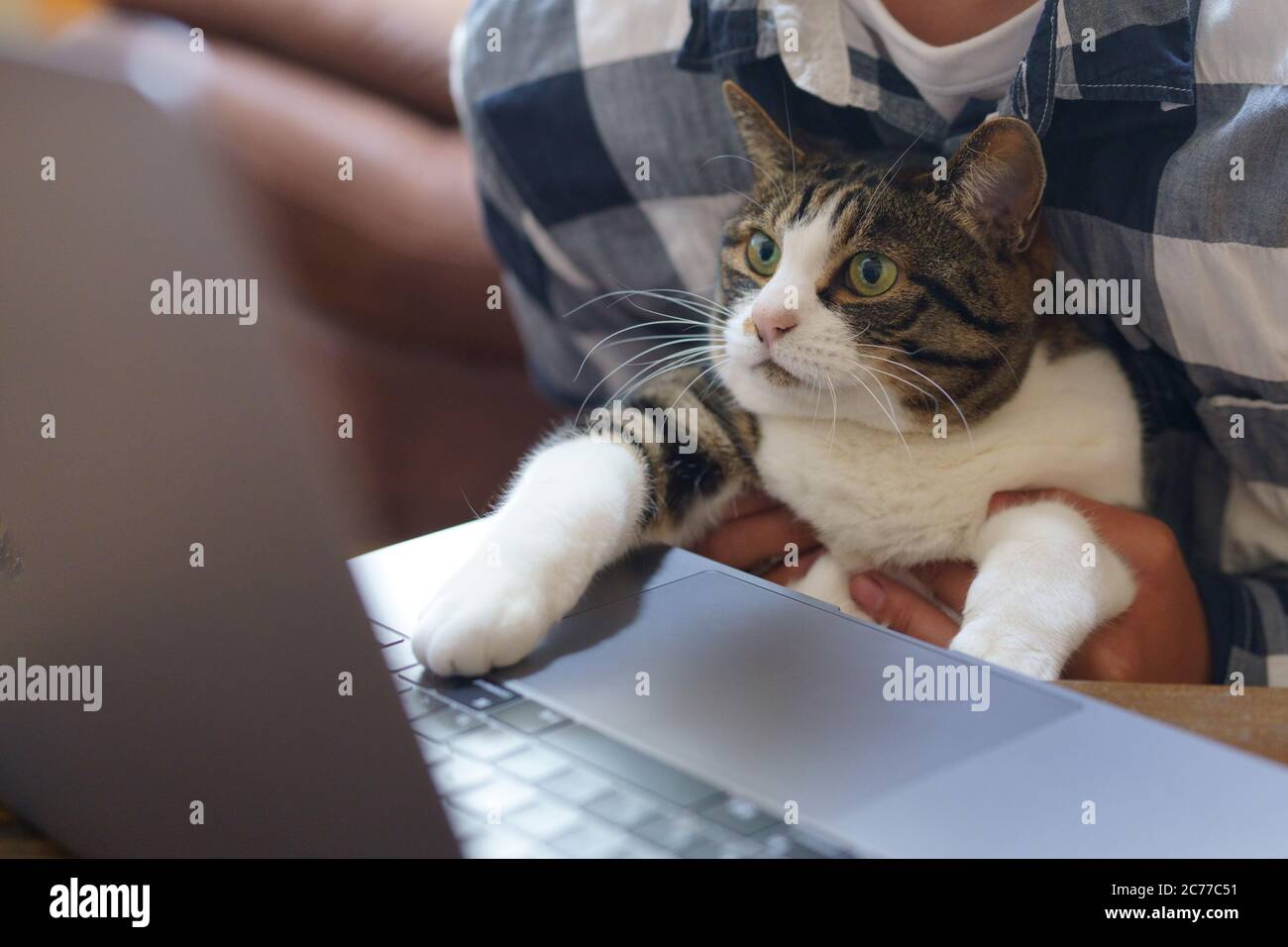 Cat with Personal Computer Stock Photo - Alamy