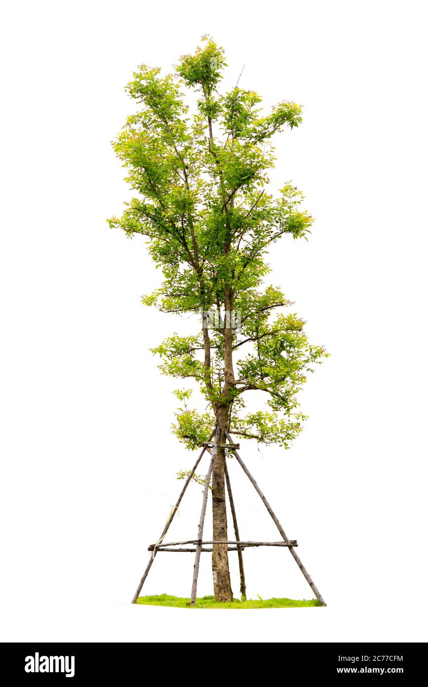 Tree with grass isolated Stock Photo - Alamy