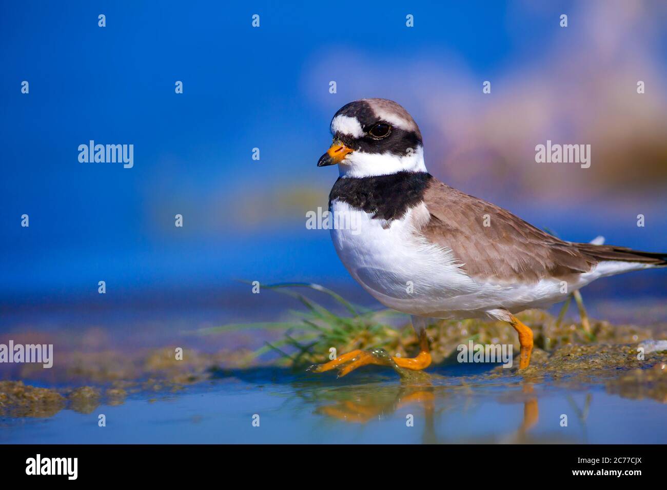 Nature and bird. Cute little water bird. Colorful nature background ...