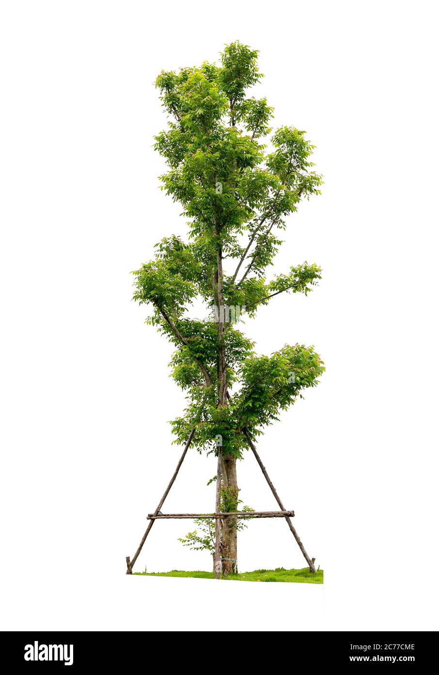 Tree with grass isolated on white background Stock Photo - Alamy